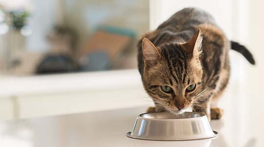 How Is Sodium Used in Your Cat Foods | IAMS Cat Care