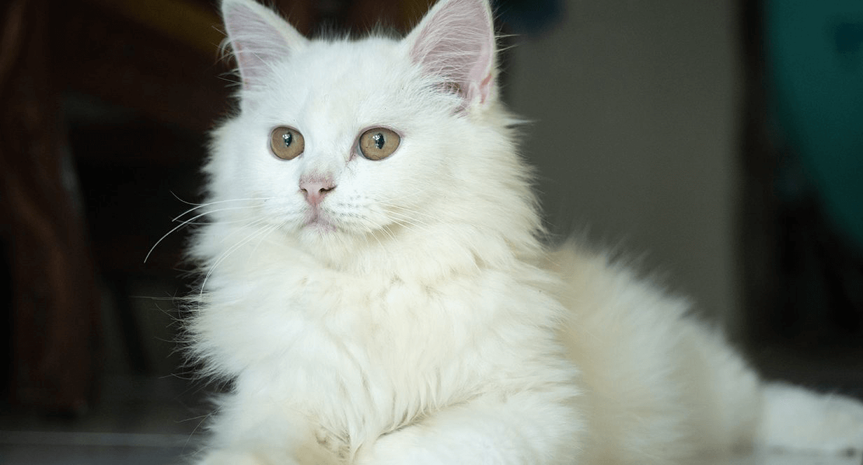 Prendre soin d’un nouveau chaton : les six premiers mois