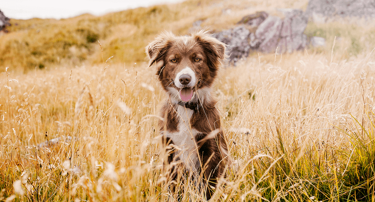 How to Reduce Shedding in Adult Dogs - IAMS