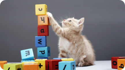 Kitten Care Guide: Tips and Tricks | IAMS™